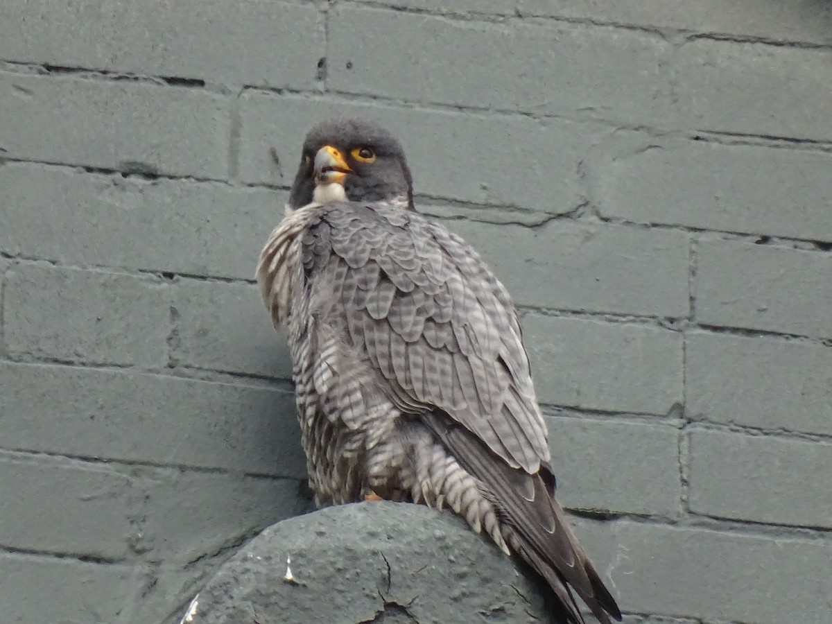 eBird Checklist - 4 Jan 2024 - Aldea Coffee - Peregrine Falcon - 1 species