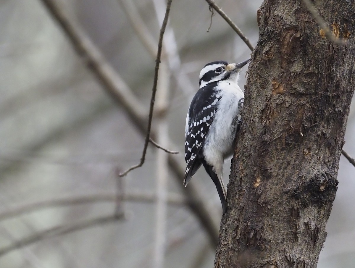Pennsylvania Bird Atlas Checklist - 4 Jan 2024 - stakeout Summer Tanager, Carol Dr., McMurray ...