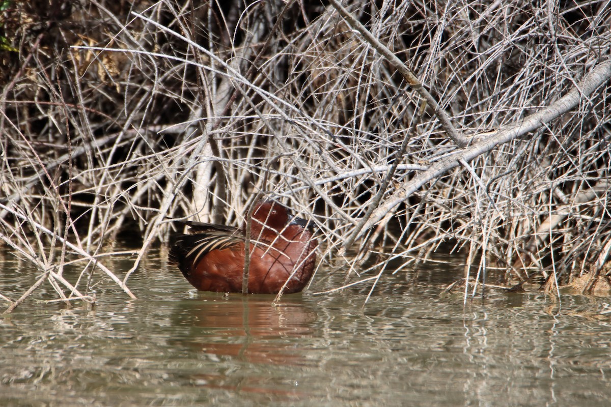 eBird Checklist - 4 Jan 2024 - Riparian Preserve at Gilbert Water Ranch ...