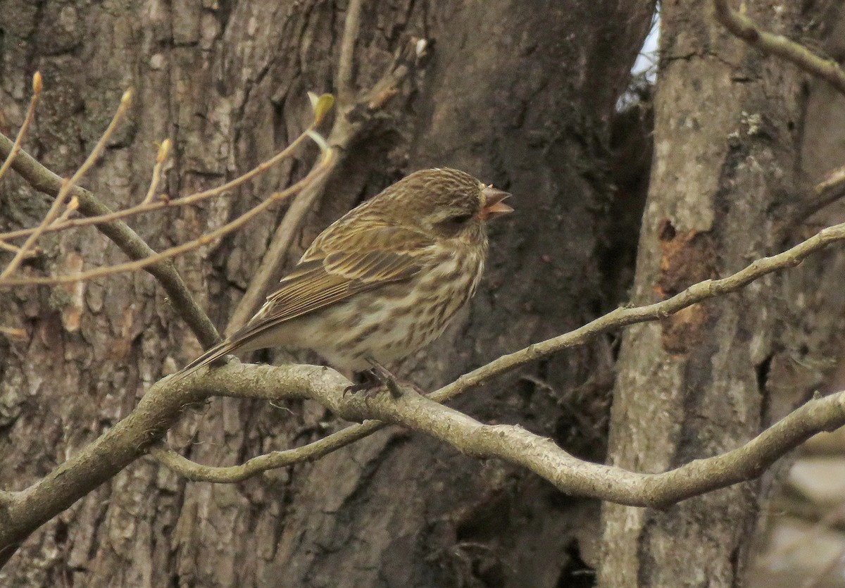 eBird Checklist - 4 Jan 2024 - Hughes Hollow - McKee Beshers WMA - 32 ...