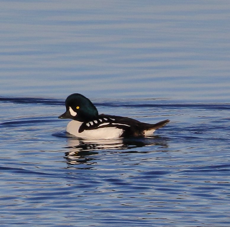 eBird Checklist - 4 Jan 2024 - GSR Lake Golf Driving Range/Reservoir ...