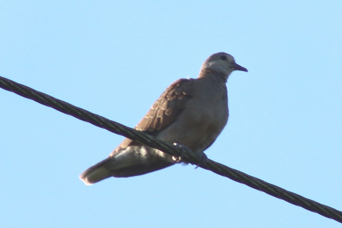 eBird Checklist - 5 Jan 2024 - Lag-asan, Bago City - 10 species (+1 ...