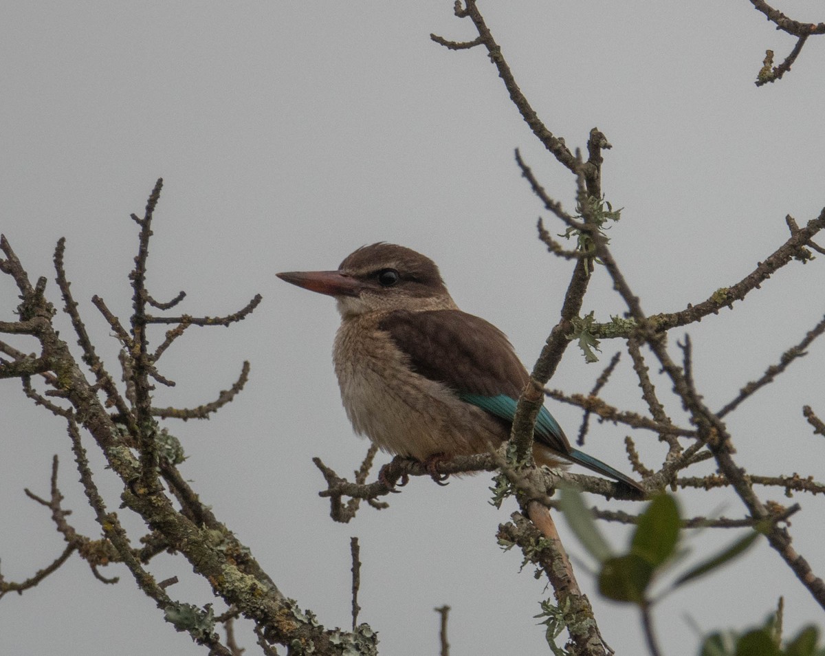 eBird Checklist - 5 Jan 2023 - Addo Ele. NP--Main Game Viewing Area ...
