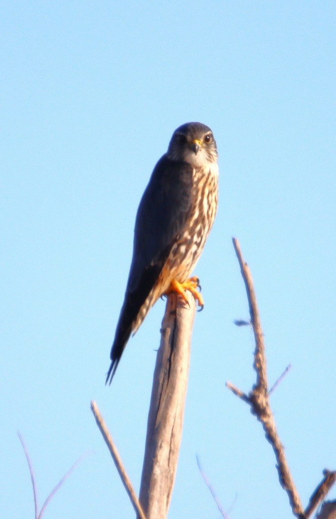 eBird Checklist - 4 Jan 2024 - Salton Sea--Wister Unit - 20 species (+1 ...