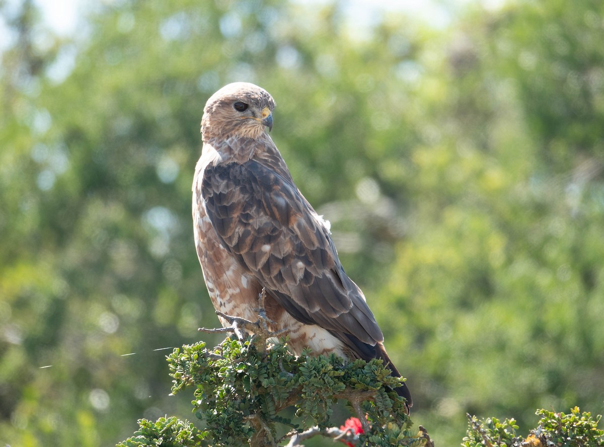 eBird Checklist - 7 Jan 2023 - Addo Ele. NP--Main Game Viewing Area ...