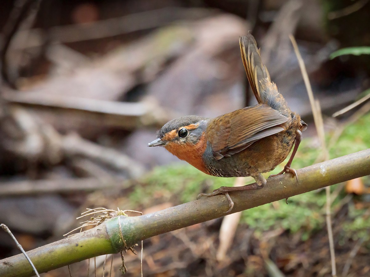 eBird Checklist - 4 Jan 2024 - Bosque y senderos "Guardianes del Agua ...