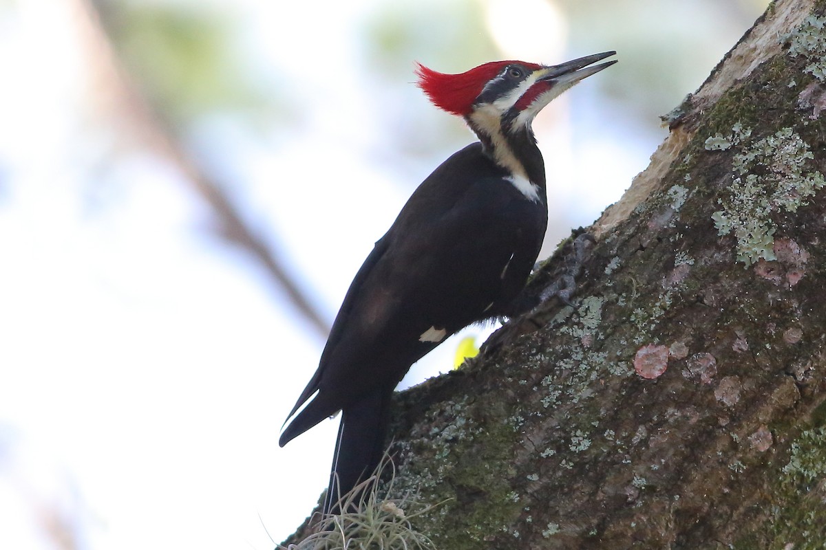 eBird Checklist - 5 Jan 2024 - Wekiva Duncan Ponds - 23 species (+3 ...