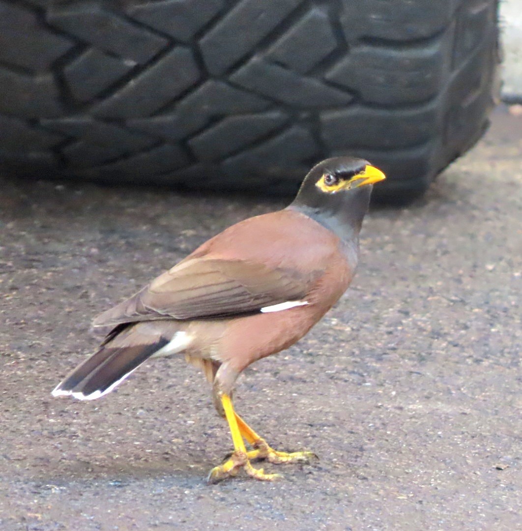 eBird Checklist - 5 Jan 2024 - The Shoppes at Park Place - 1 species