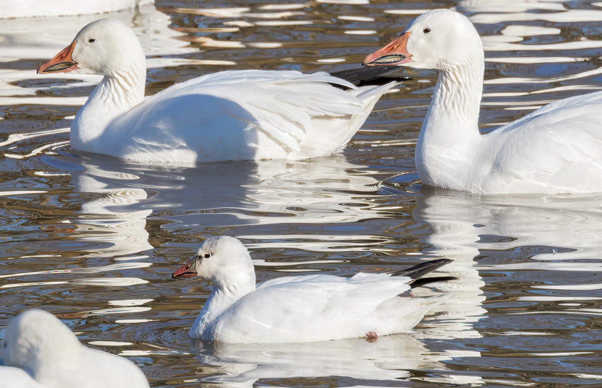 Pennsylvania Bird Atlas Checklist - 5 Jan 2024 - Alburtis Rd. Retention Ponds - 3 species