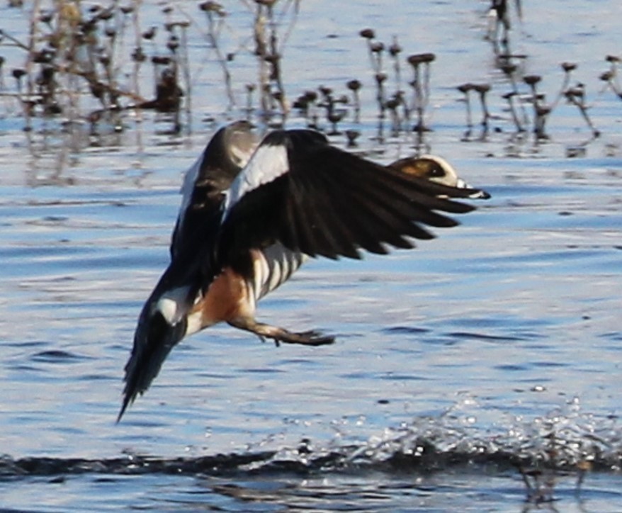 eBird Checklist - 4 Jan 2024 - Englishman River Estuary--Plummer Rd ...
