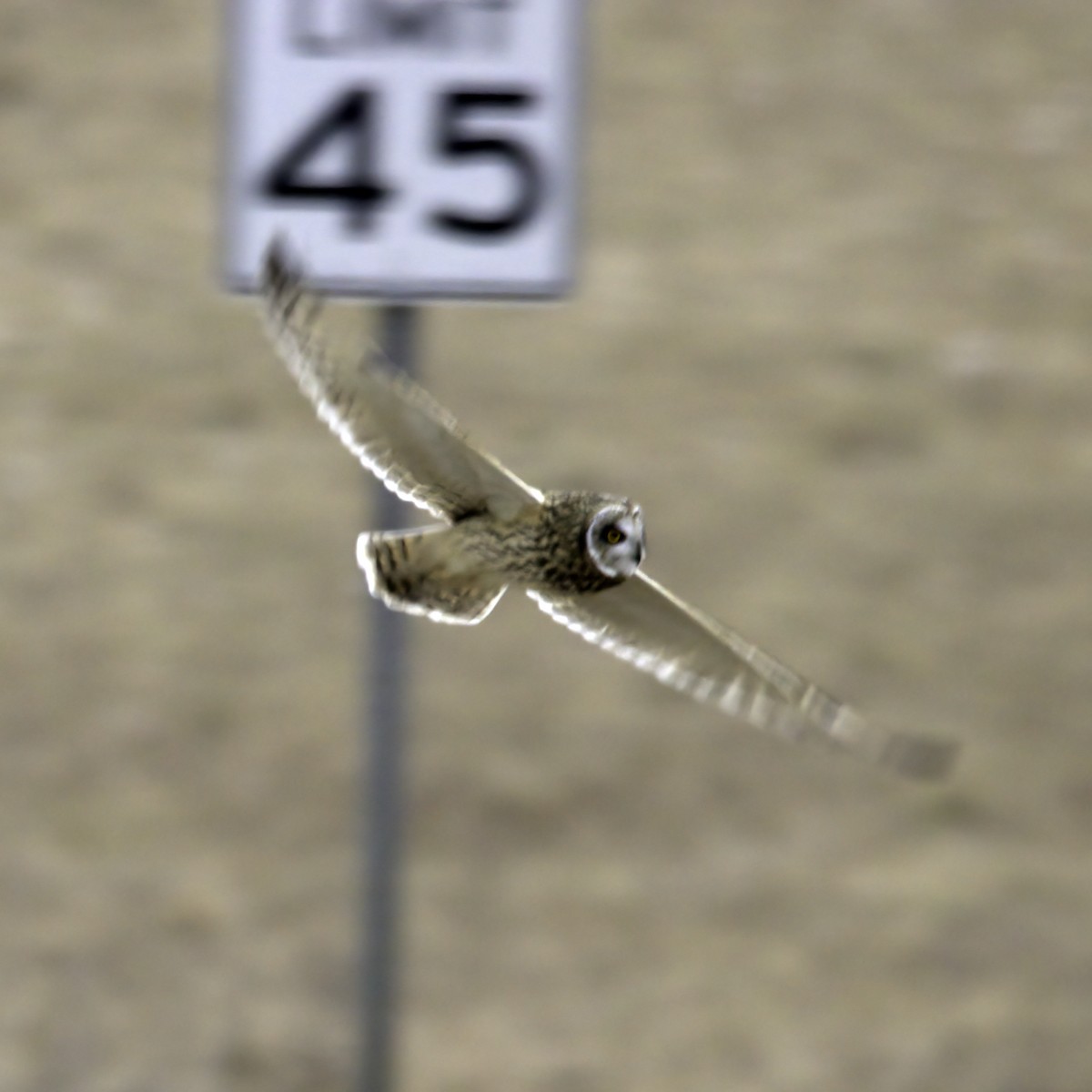 Pennsylvania Bird Atlas Checklist - 3 Jan 2024 - Lake City, 949 - 3 species