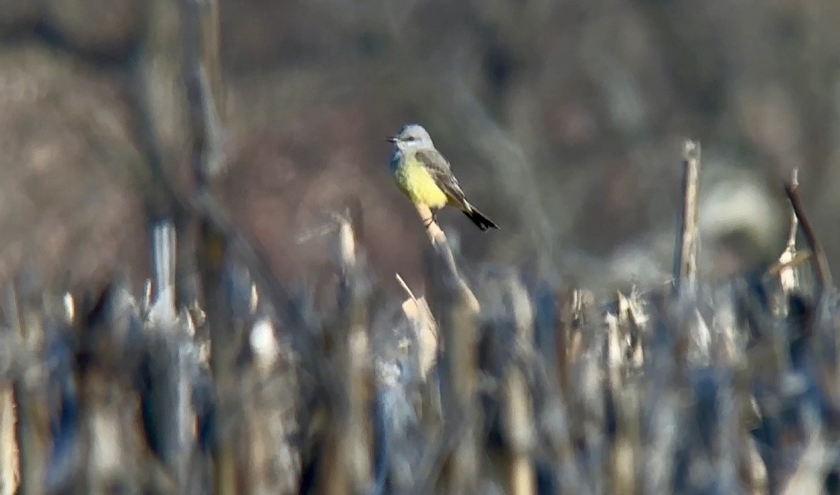 Pennsylvania Bird Atlas Checklist - 5 Jan 2024 - Exton Park - 7 species