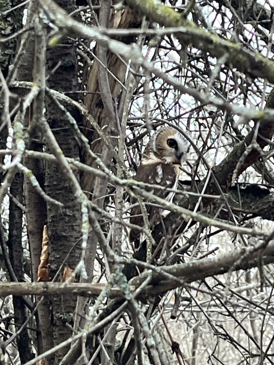 eBird Checklist - 5 Jan 2024 - Hamlet Park - 9 species