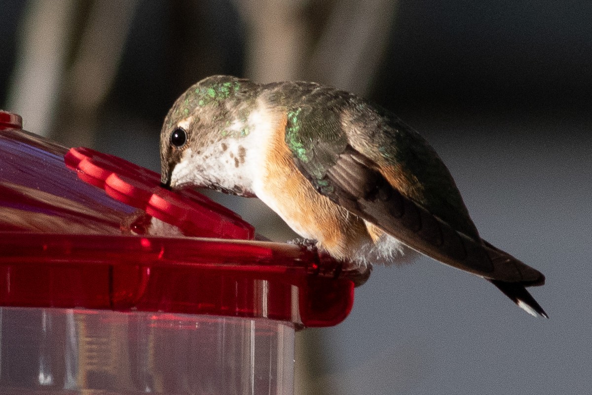eBird Checklist - 5 Jan 2024 - Montgomery Pinetum, Cos Cob - 8 species