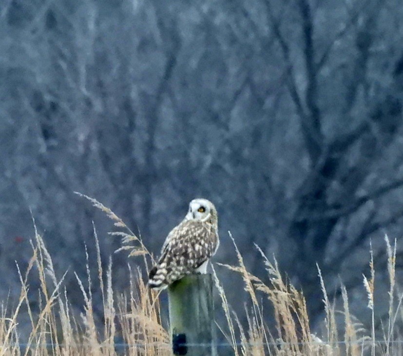 eBird Checklist - 5 Jan 2024 - Brunner Family Forest Preserve - 4 species