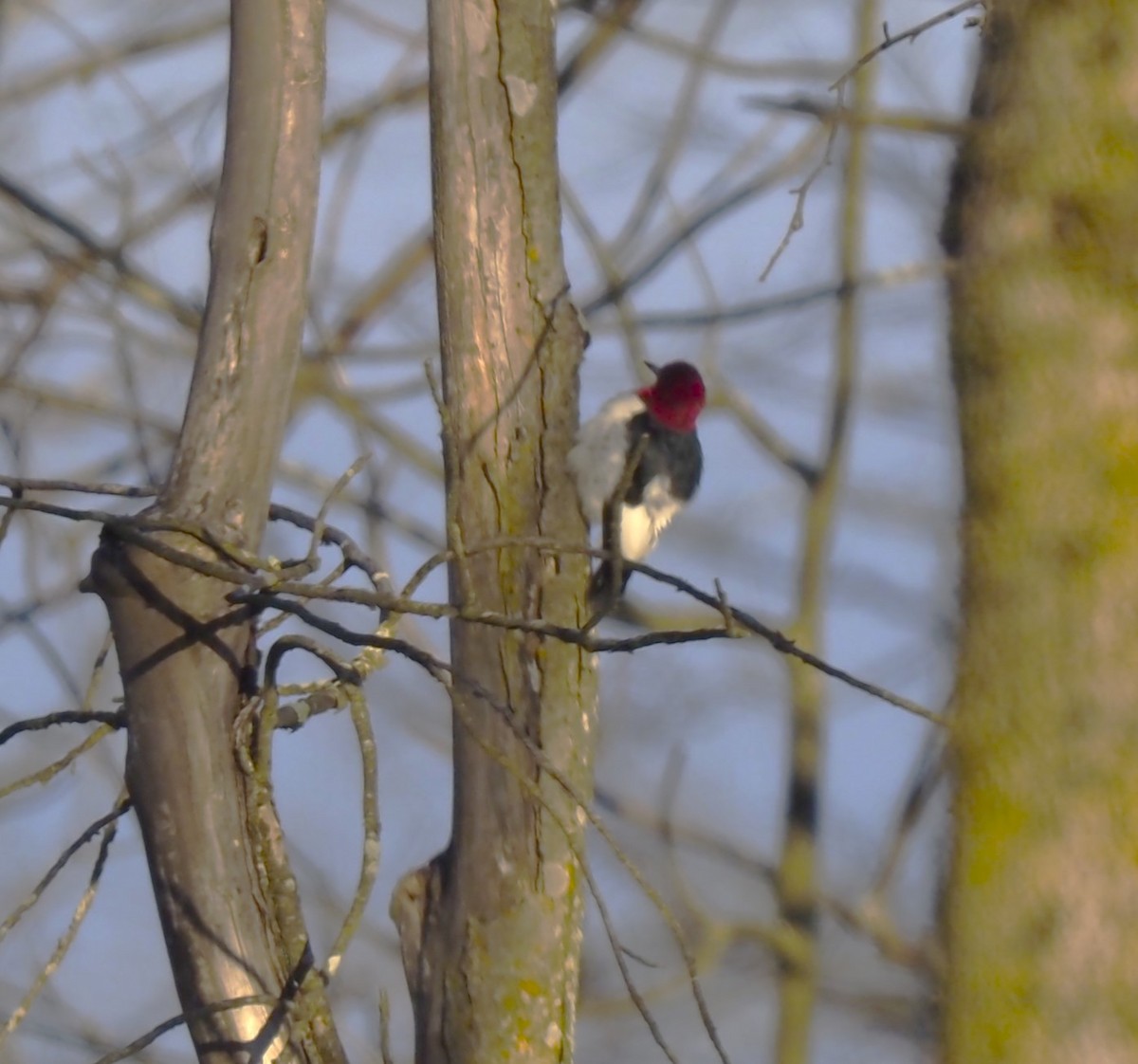 Pennsylvania Bird Atlas Checklist - 5 Jan 2024 - stakeout Red-headed Woodpeckers, Beaver Dam Rd ...