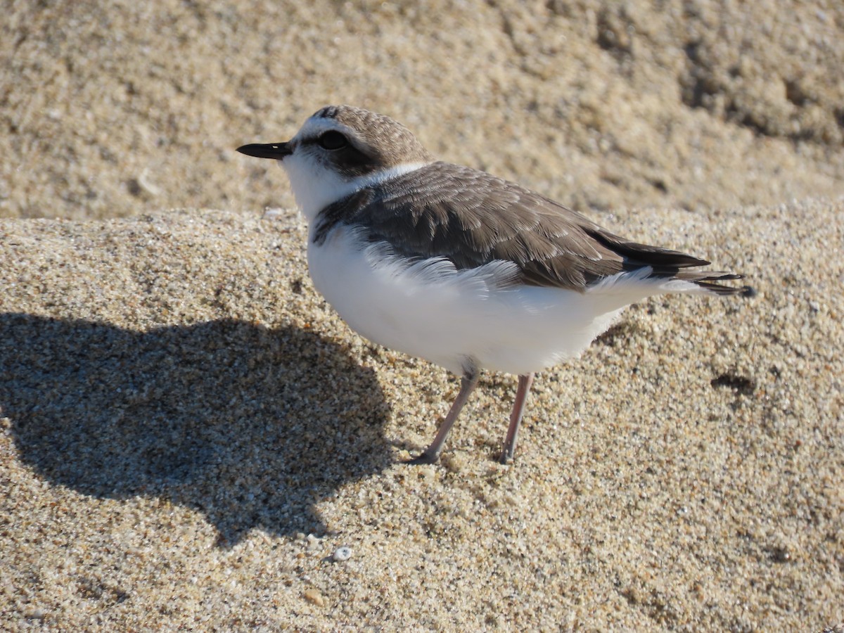 eBird Checklist - 5 Jan 2024 - Half Moon Bay SB--Venice Beach and ...
