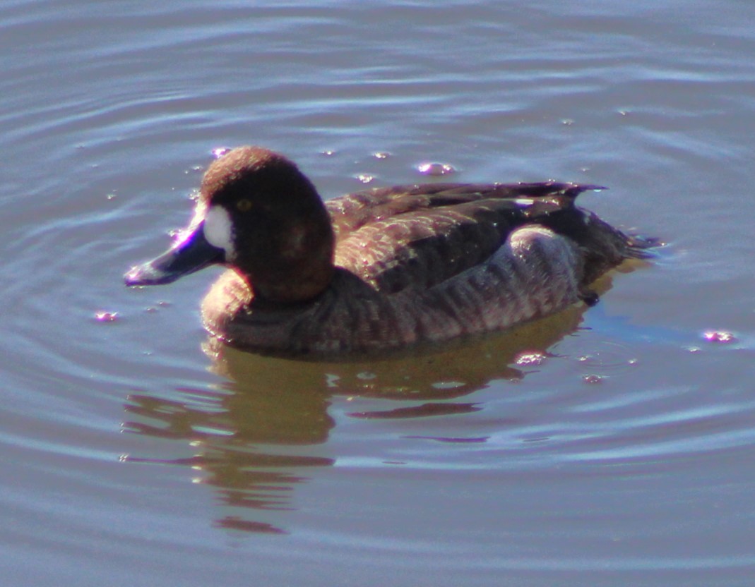 eBird Checklist - 1 Jan 2024 - Upper Newport Bay Nature Preserve--Muth ...