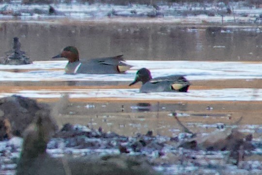 Pennsylvania Bird Atlas Checklist - 5 Jan 2024 - Bradford Dam/Nike Park - 8 species (+2 other taxa)