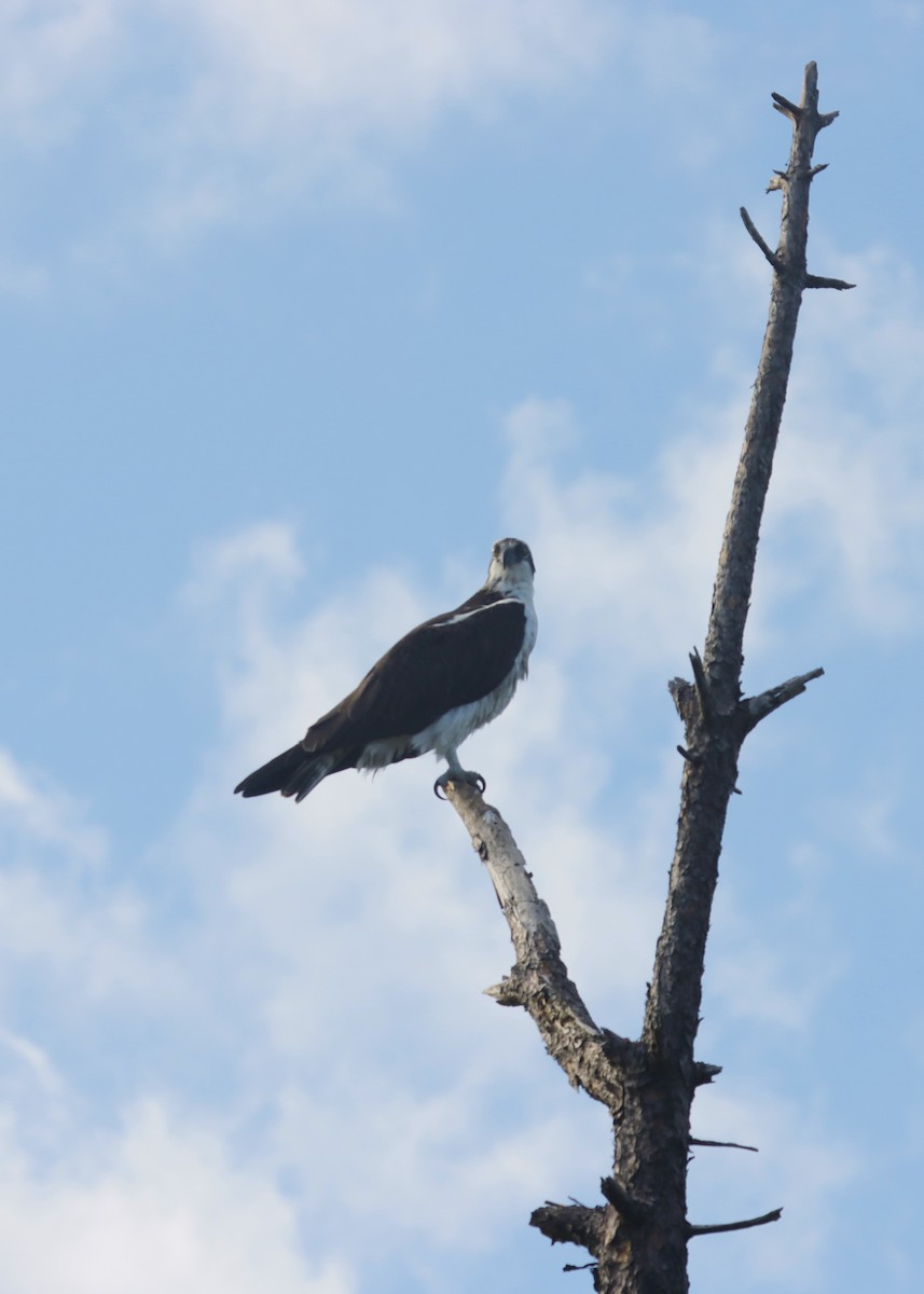 eBird Checklist - 5 Jan 2024 - Jacksonville, Fort George River Access ...