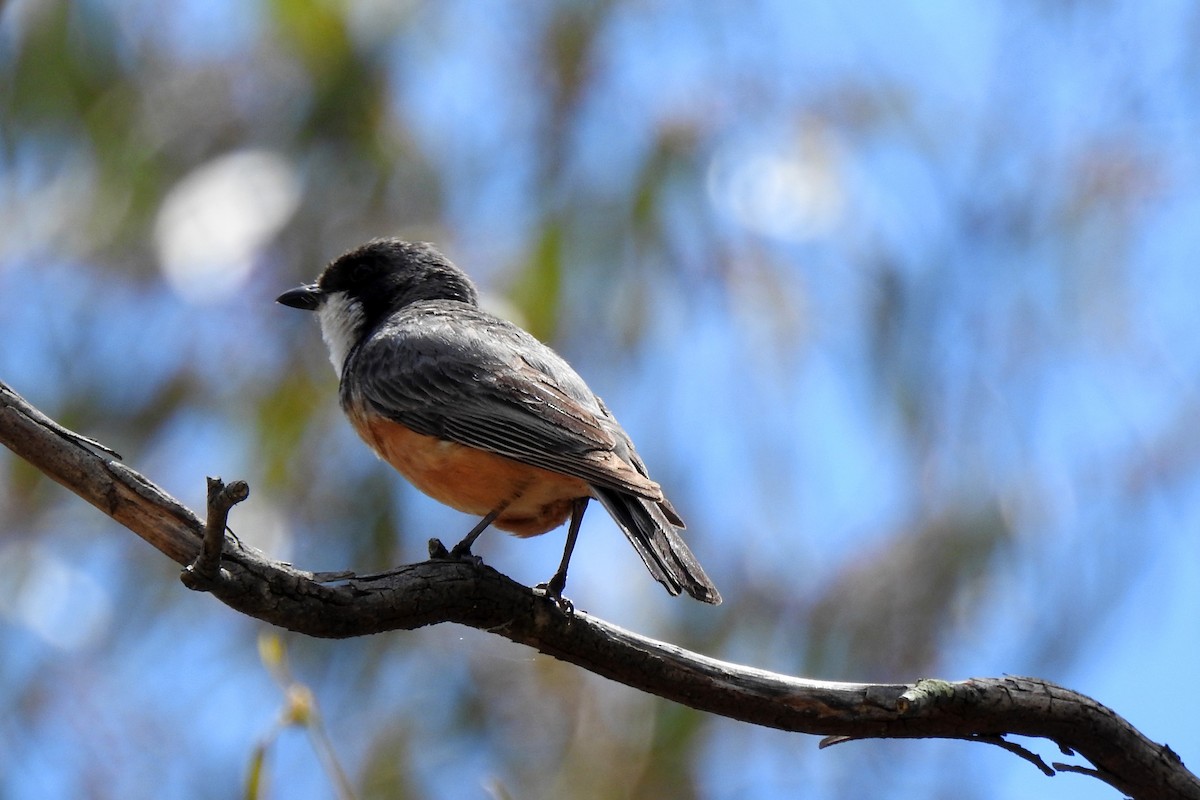 eBird Checklist - 6 Jan 2024 - Old Mill Road, Tingha - 21 species