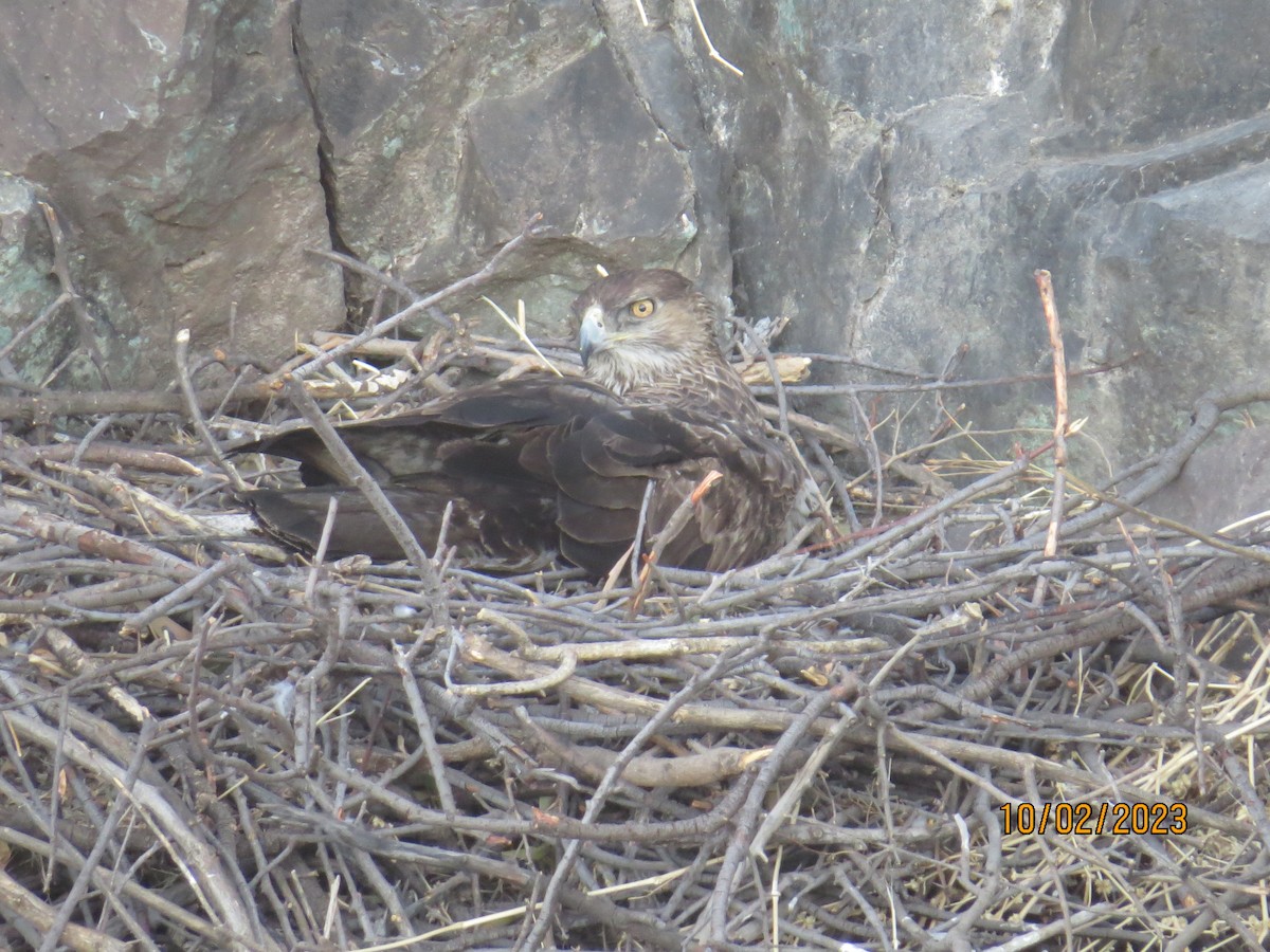 eBird Checklist - 9 Feb 2023 - Shirwal, MIDC - 35 species (+2 other taxa)