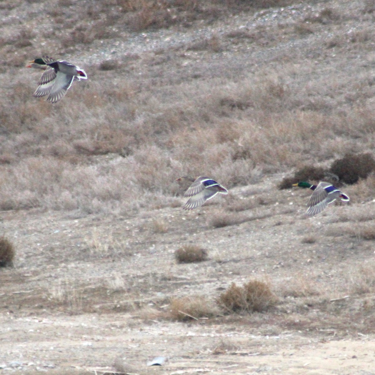 eBird Checklist - 23 Dec 2023 - MT, Helena, Gravel Pit - 1 species