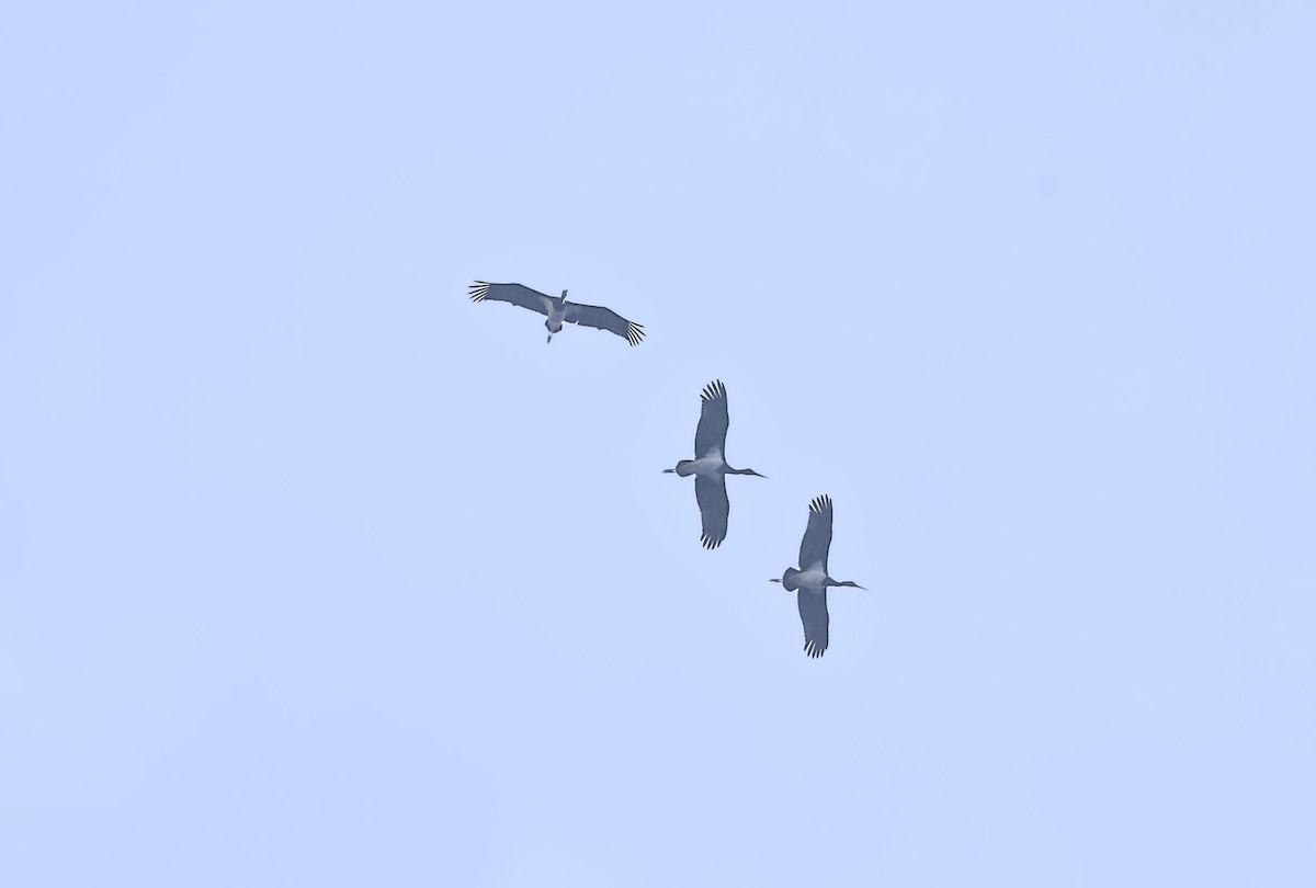 eBird Checklist - 6 Jan 2024 - Pak Sha O - 56 species