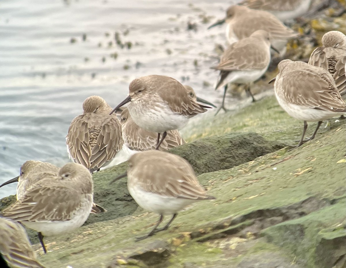 eBird Checklist - 6 Jan 2024 - Castle Island & Pleasure Bay - 14 species