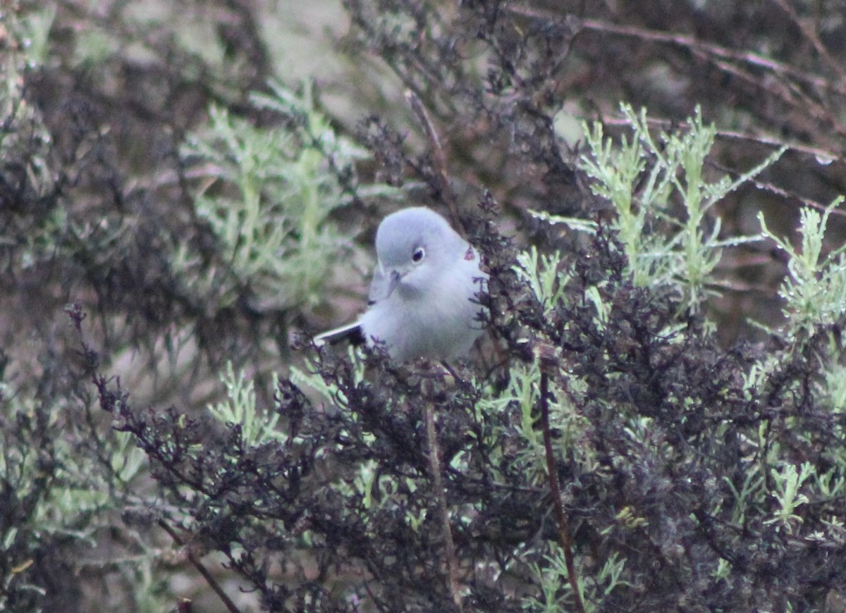 eBird Checklist - 1 Jan 2024 - Upper Newport Bay Nature Preserve--Muth ...