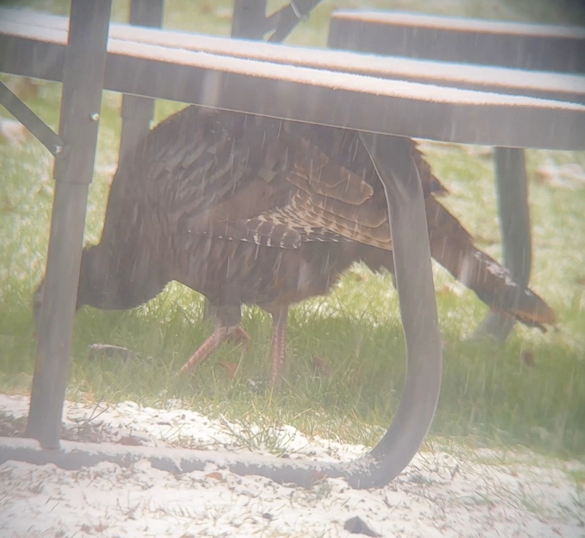 Pennsylvania Bird Atlas Checklist - 6 Jan 2024 - Chester Springs Gobble Garden - 1 species