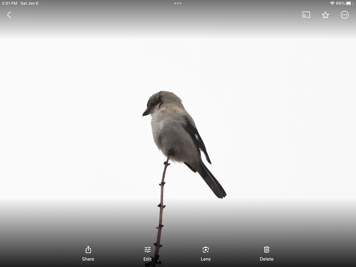 eBird Checklist - 6 Jan 2024 - Donald J. Trump SP--Indian Hill Section ...