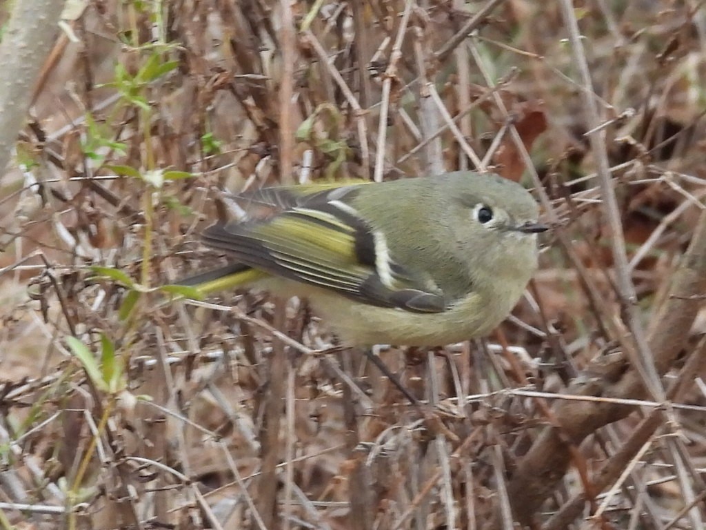 eBird Checklist - 6 Jan 2024 - Newburgh Waterfront Trail - 17 species