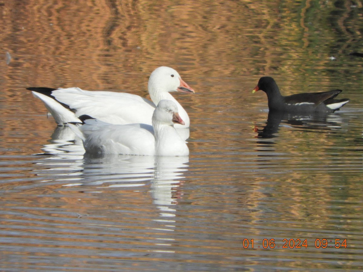 eBird Checklist - 6 Jan 2024 - Henderson Bird Viewing Preserve - 51 species