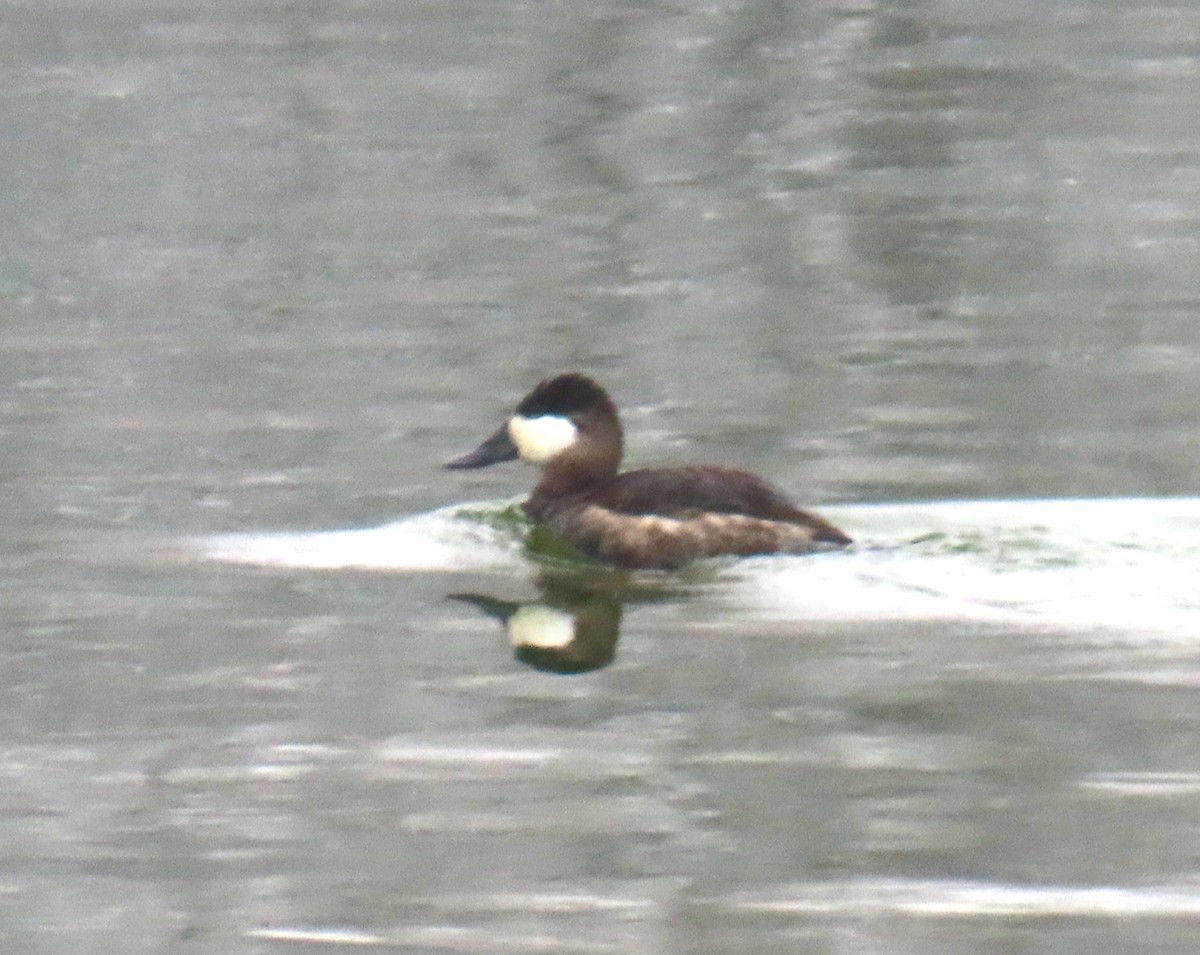 eBird Checklist - 6 Jan 2024 - Blackwell Forest Preserve--Silver Lake ...