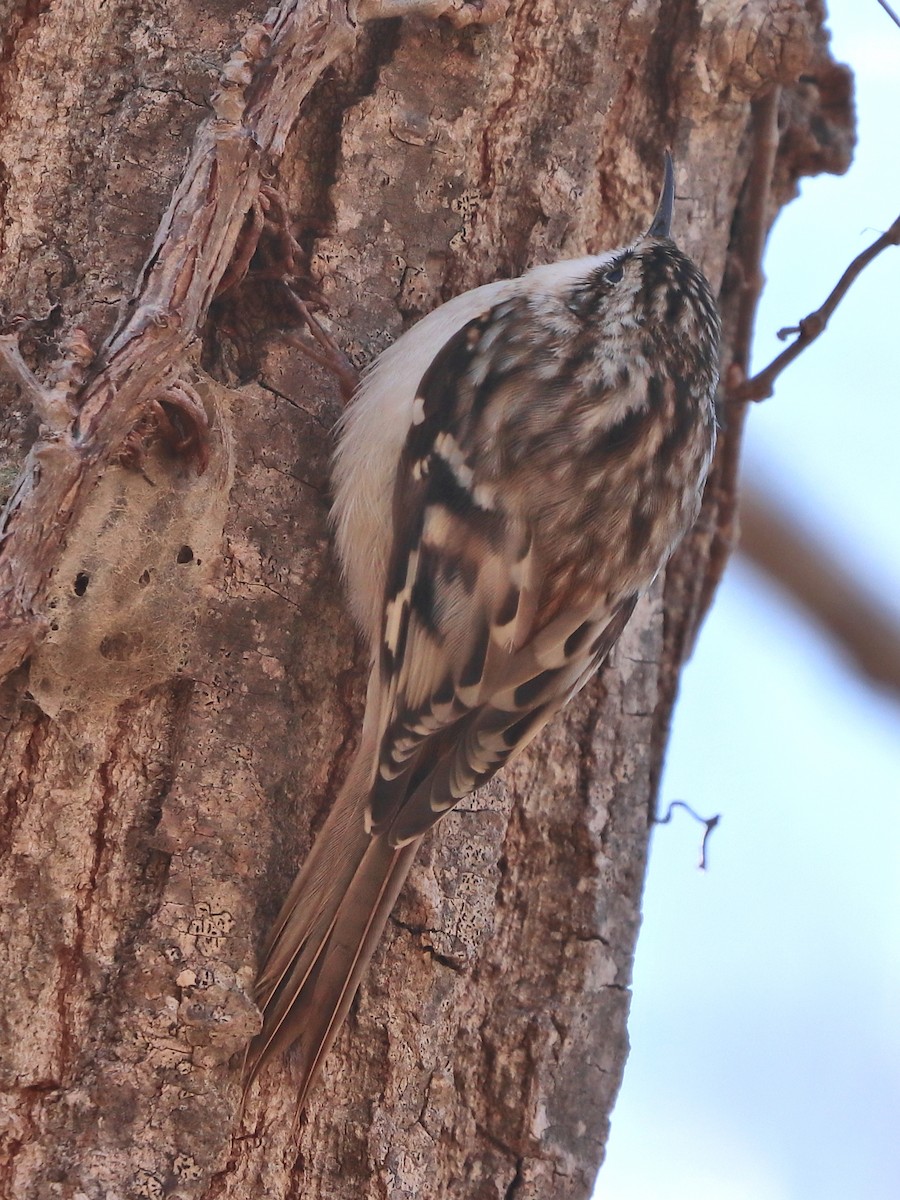eBird Checklist - 6 Jan 2024 - Granger Lake Area (HOTE 031) - 57 ...