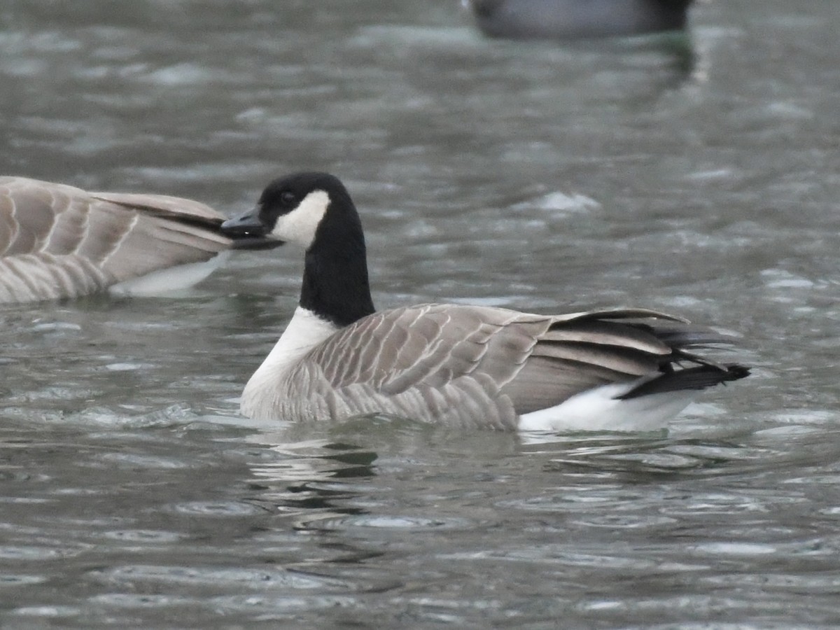 eBird Checklist - 6 Jan 2024 - Wilson Spring Ponds - 28 species (+1 ...