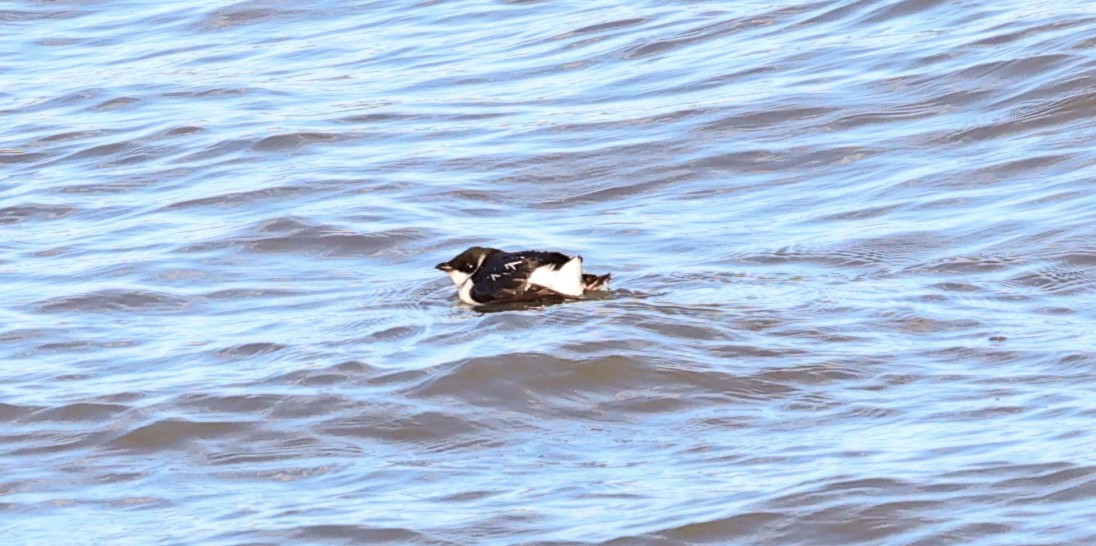 eBird Checklist - 6 Jan 2024 - Springmaid Pier - 15 species