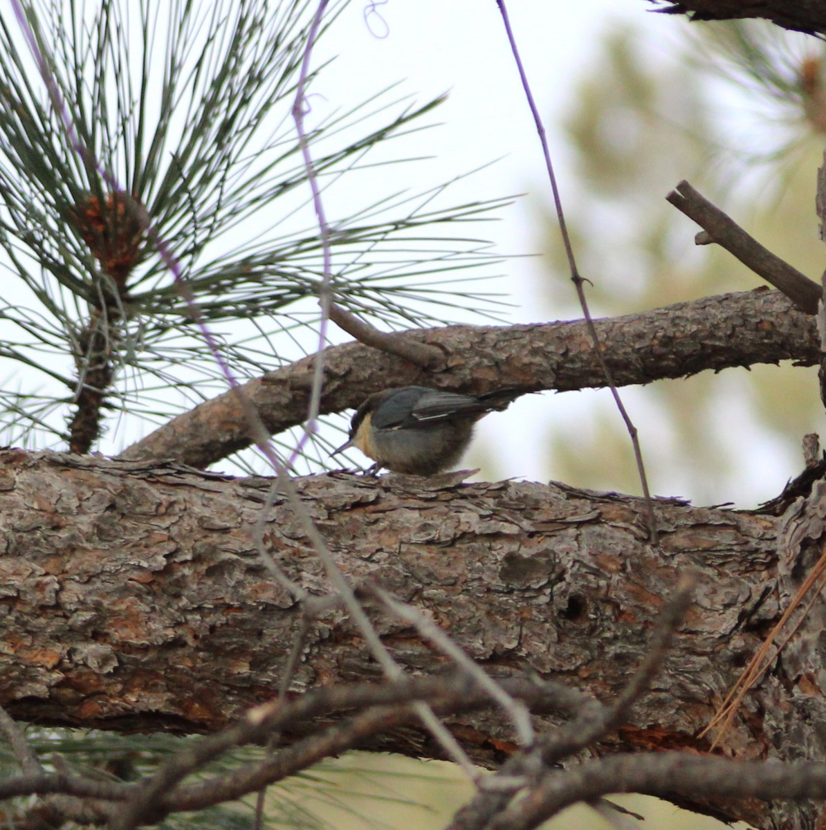 eBird Checklist - 26 Dec 2023 - MT, Helena, Pine Hills Dr - 1 species