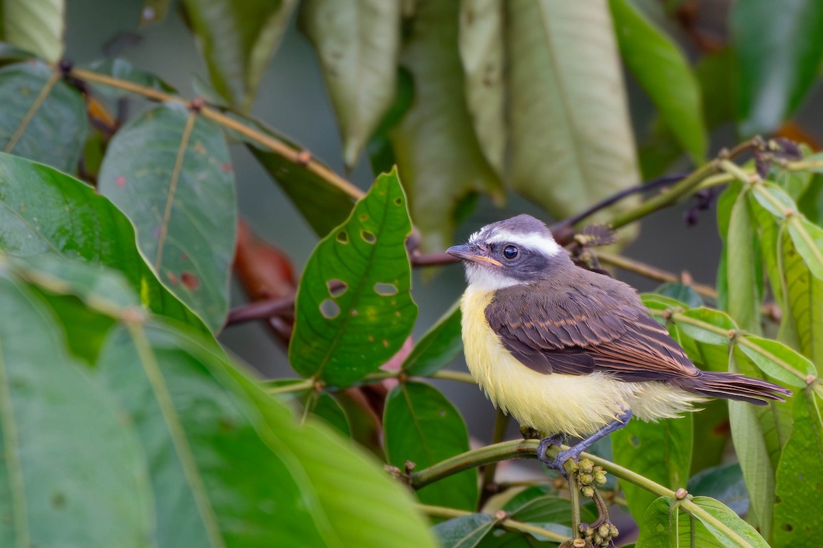 Social Flycatcher (Social) - eBird