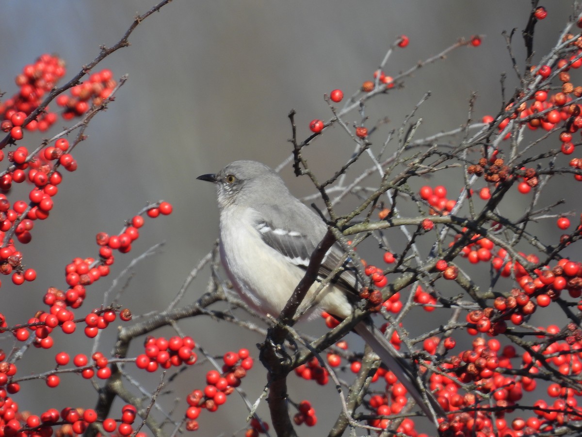 Pennsylvania Bird Atlas Checklist - 3 Jan 2024 - Tyler Arboretum, Media US-PA 39.93477, -75. ...