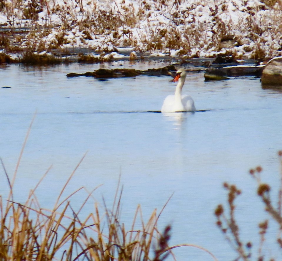 eBird Checklist - 6 Jan 2024 - Lakeview Parkway Shrub Patch - 9 species ...