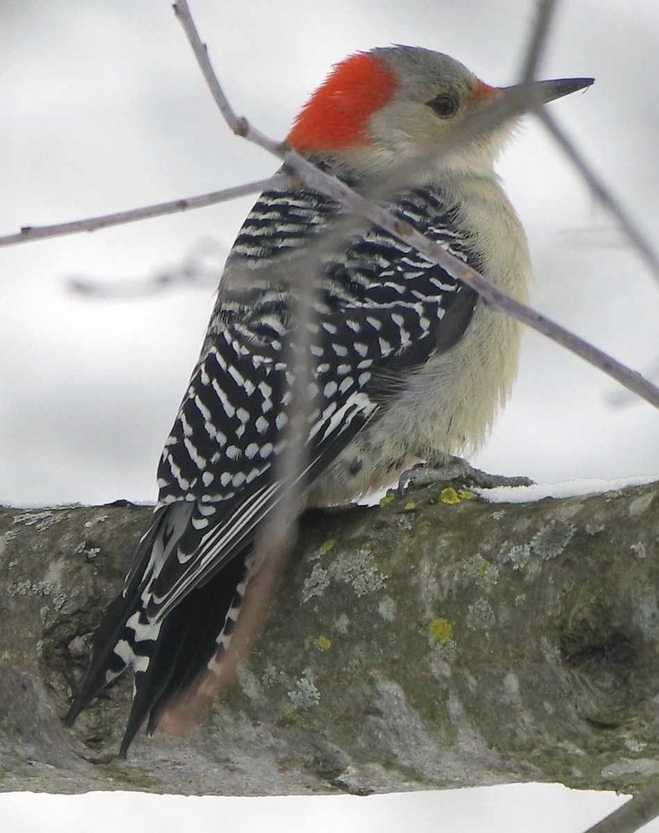 eBird Checklist - 4 Jan 2024 - Shenango Reservoir--Chestnut Run - 4 species