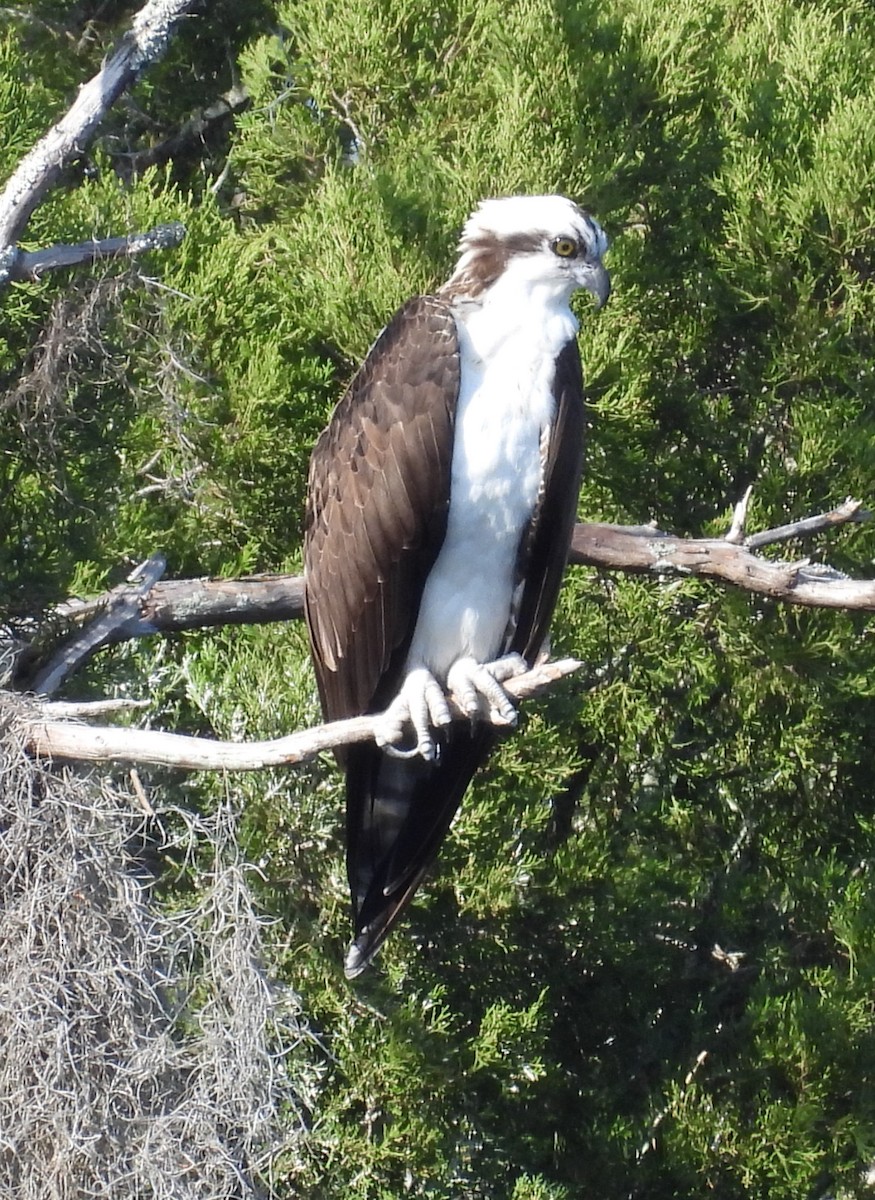 eBird Checklist - 6 Jan 2024 - Jasmin Park - 10 species eBird Checklist - 6 Jan 2024 - Jasmin Park - 10 species