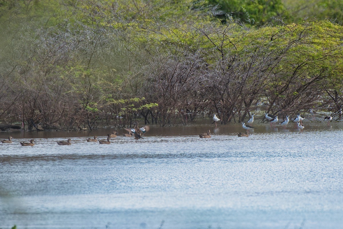 eBird Checklist - 5 Jan 2024 - Muizenberg Dam - 19 species (+1 other taxa)