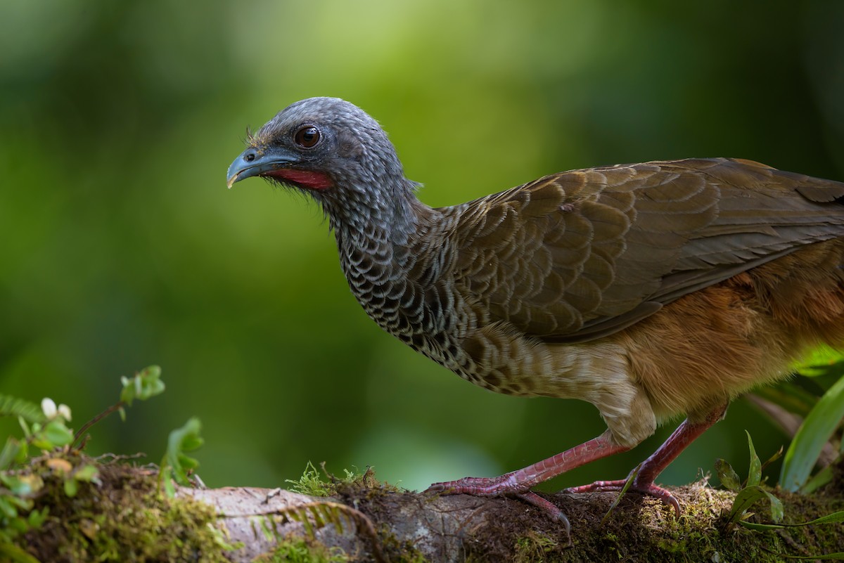 eBird Checklist - 12 Dec 2023 - RNSC San Felipe - 23 species