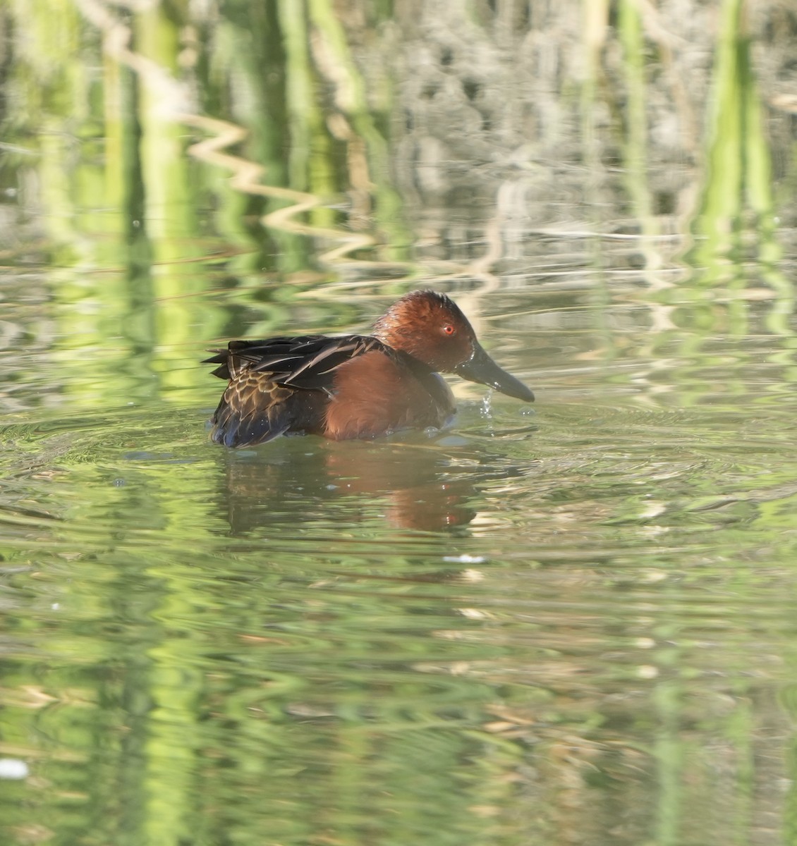 eBird Checklist - 6 Jan 2024 - Riparian Preserve at Gilbert Water Ranch ...
