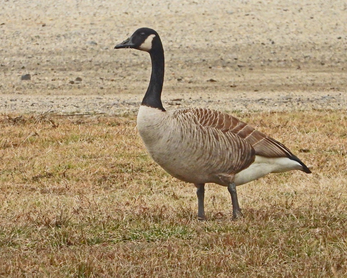 eBird Checklist - 6 Jan 2024 - Sandy Hook North End - 6 species