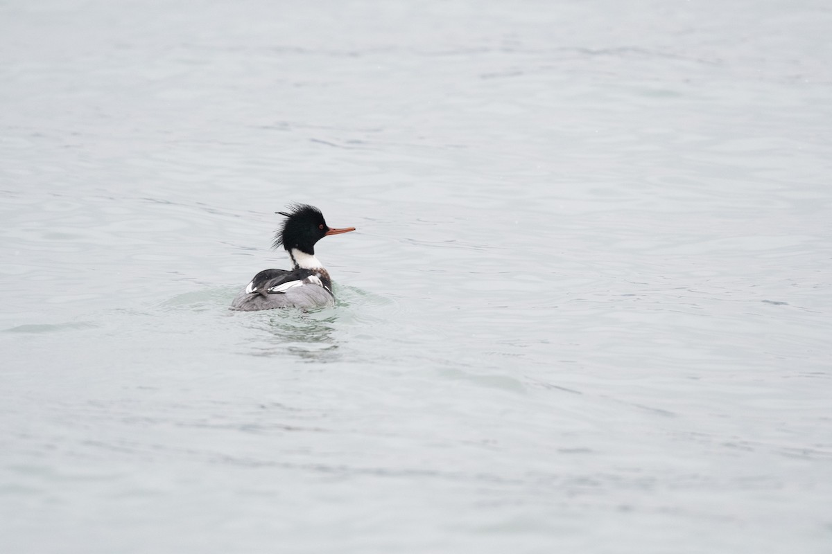 eBird Checklist - 6 Jan 2024 - Montrose Point Bird Sanctuary, Lincoln ... eBird Checklist - 6 Jan 2024 - Montrose Point Bird Sanctuary, Lincoln ...