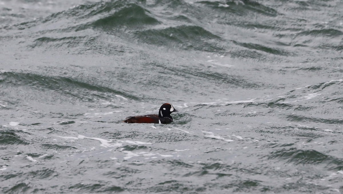 New York Breeding Bird Atlas Checklist - 6 Jan 2024 - Shinnecock Inlet ...